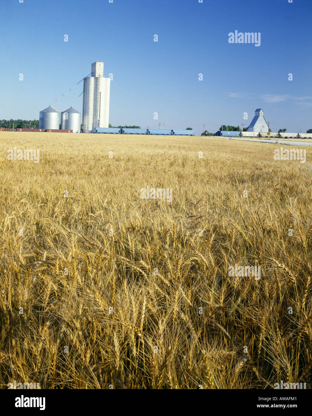 Red wheat hi-res stock photography and images - Alamy