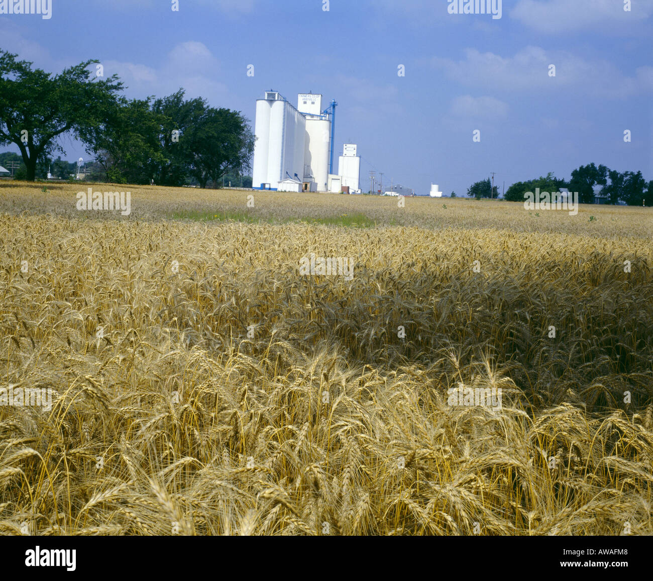 Red wheat hi-res stock photography and images - Alamy