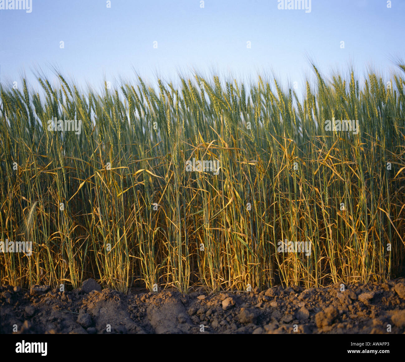 Hard winter red wheat hi-res stock photography and images - Alamy