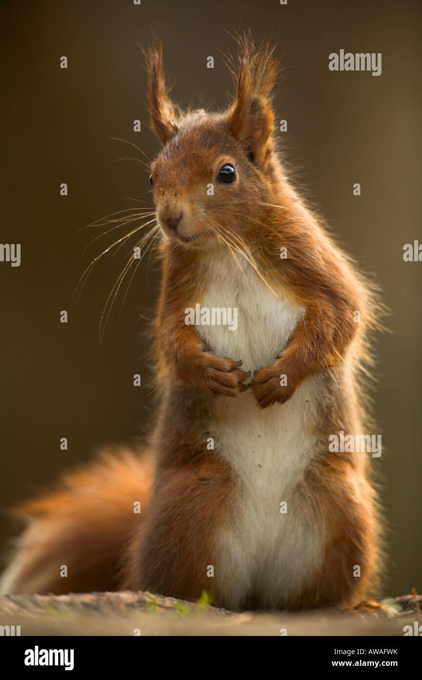 Red squirrel standing upright Stock Photo - Alamy
