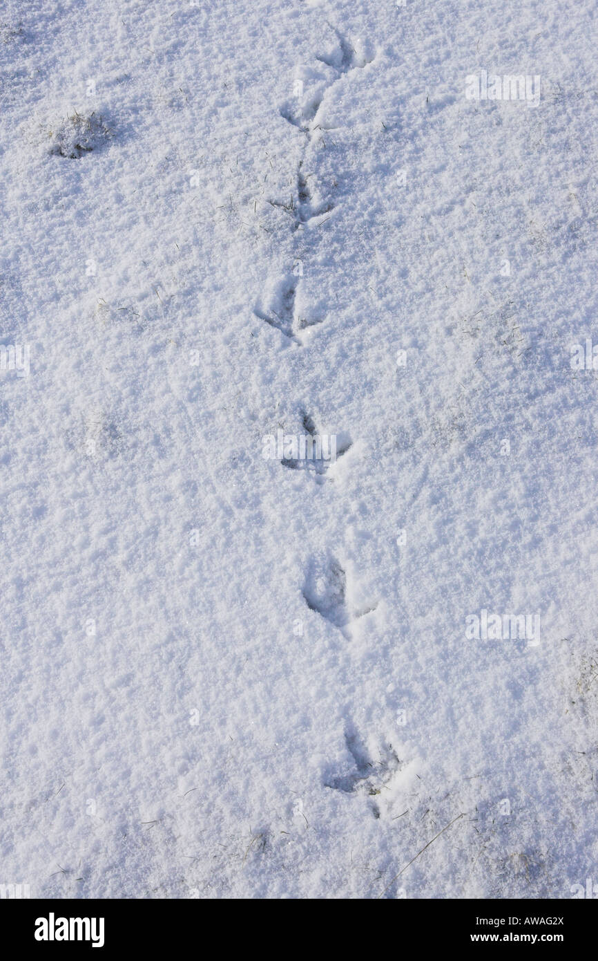 Black Grouse Tetrao tetrix footprints in snow in Cairngorm Mountains ...