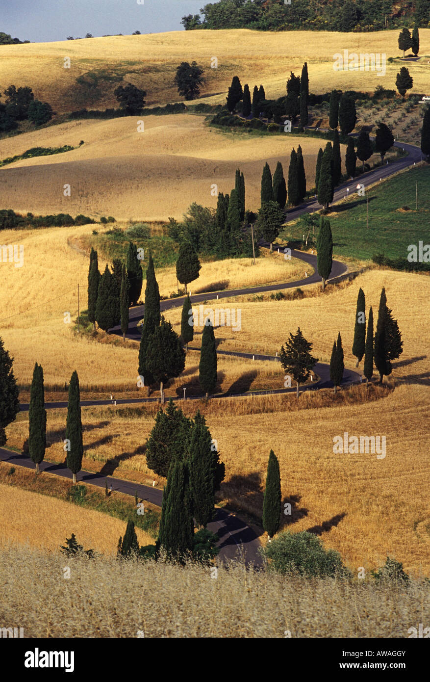 Summer landscape with street trees of Tuscany in italy Stock Photo - Alamy
