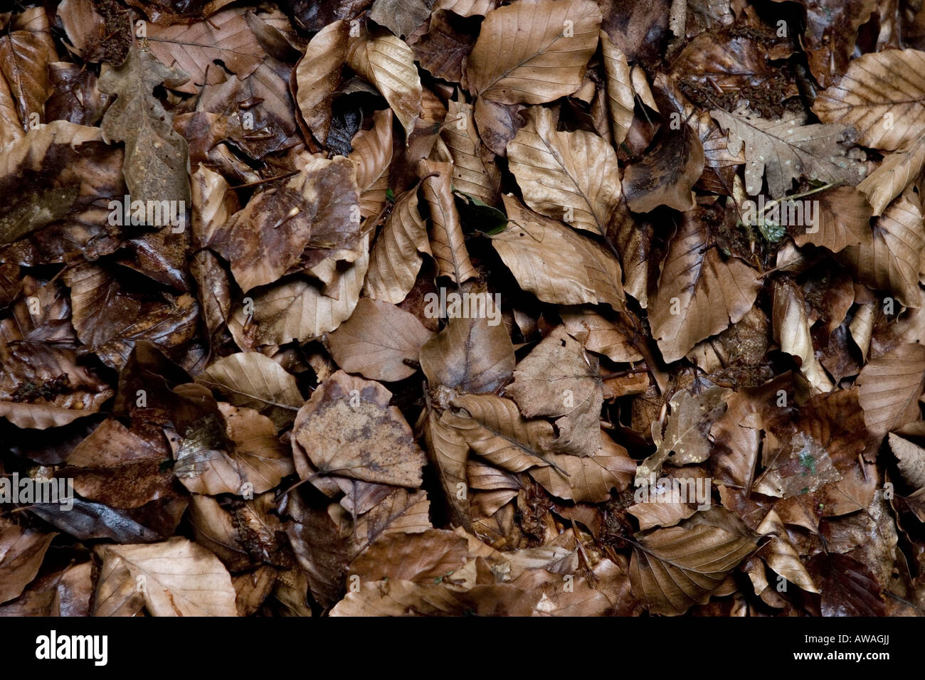 Autumn Leaves in Soft Light Stock Photo - Alamy