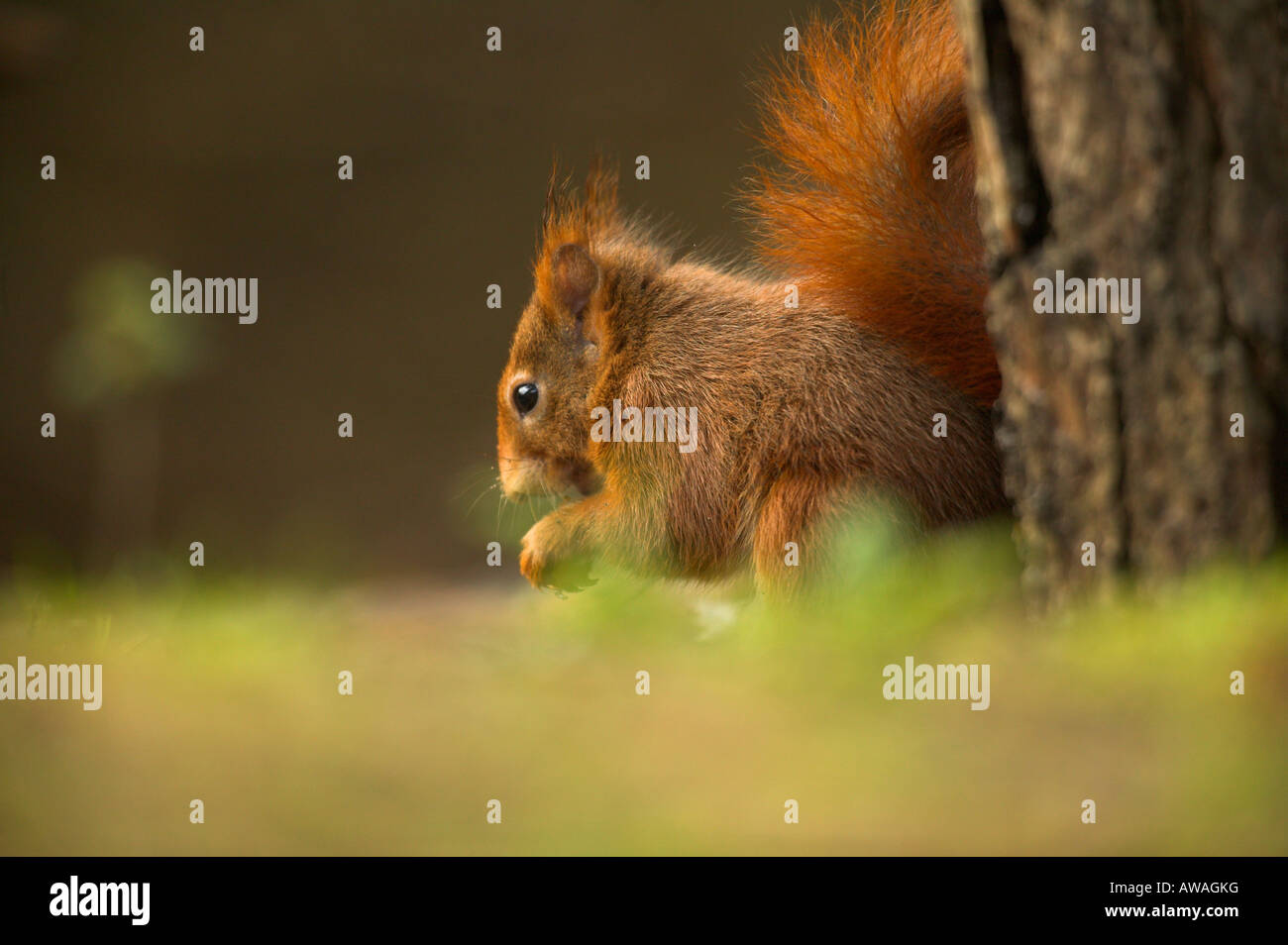 red squirrel eating Stock Photo - Alamy