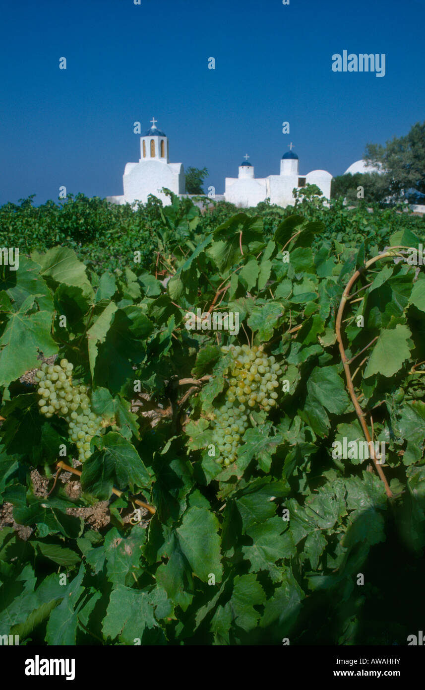 Santorini grapes hi-res stock photography and images - Alamy