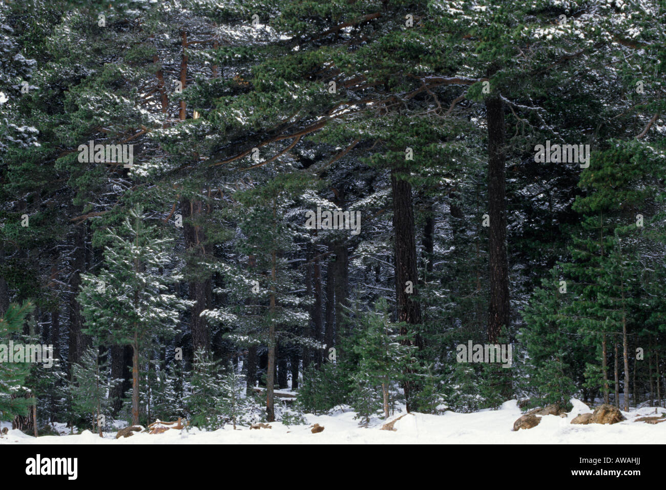 Snowy pine forest Gudar mountains Teruel Spain Stock Photo - Alamy