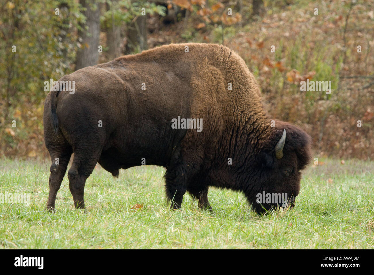 Buffalo hump hi-res stock photography and images - Alamy
