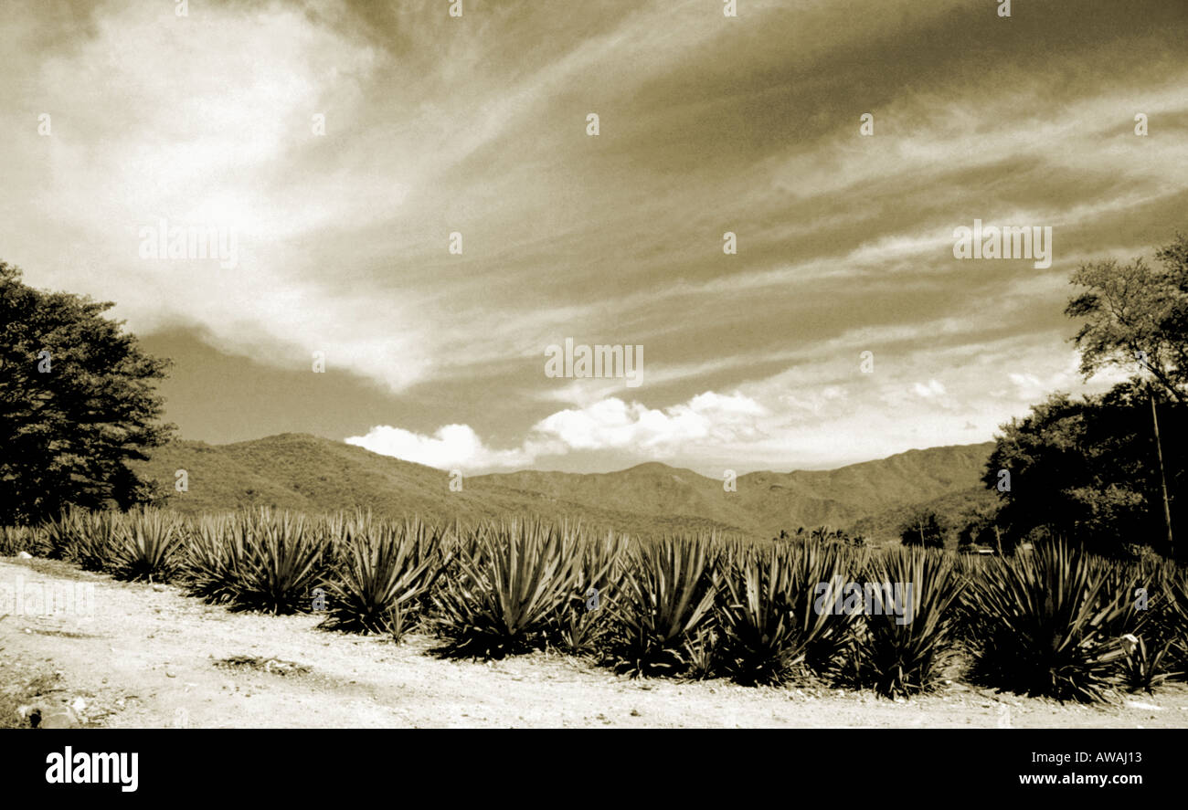 Tequila valley, mexico hi-res stock photography and images - Alamy