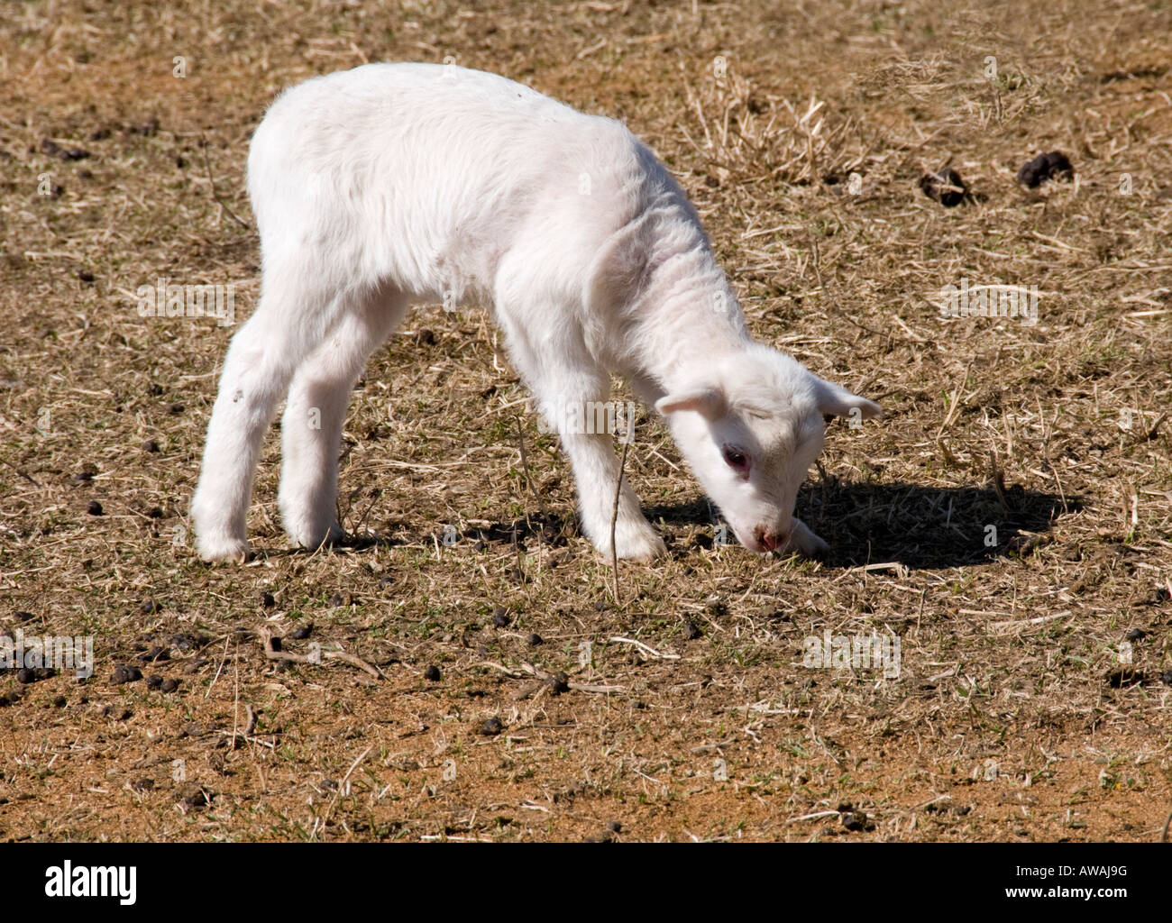A new lamb in late February. Kansas, USA Stock Photo - Alamy