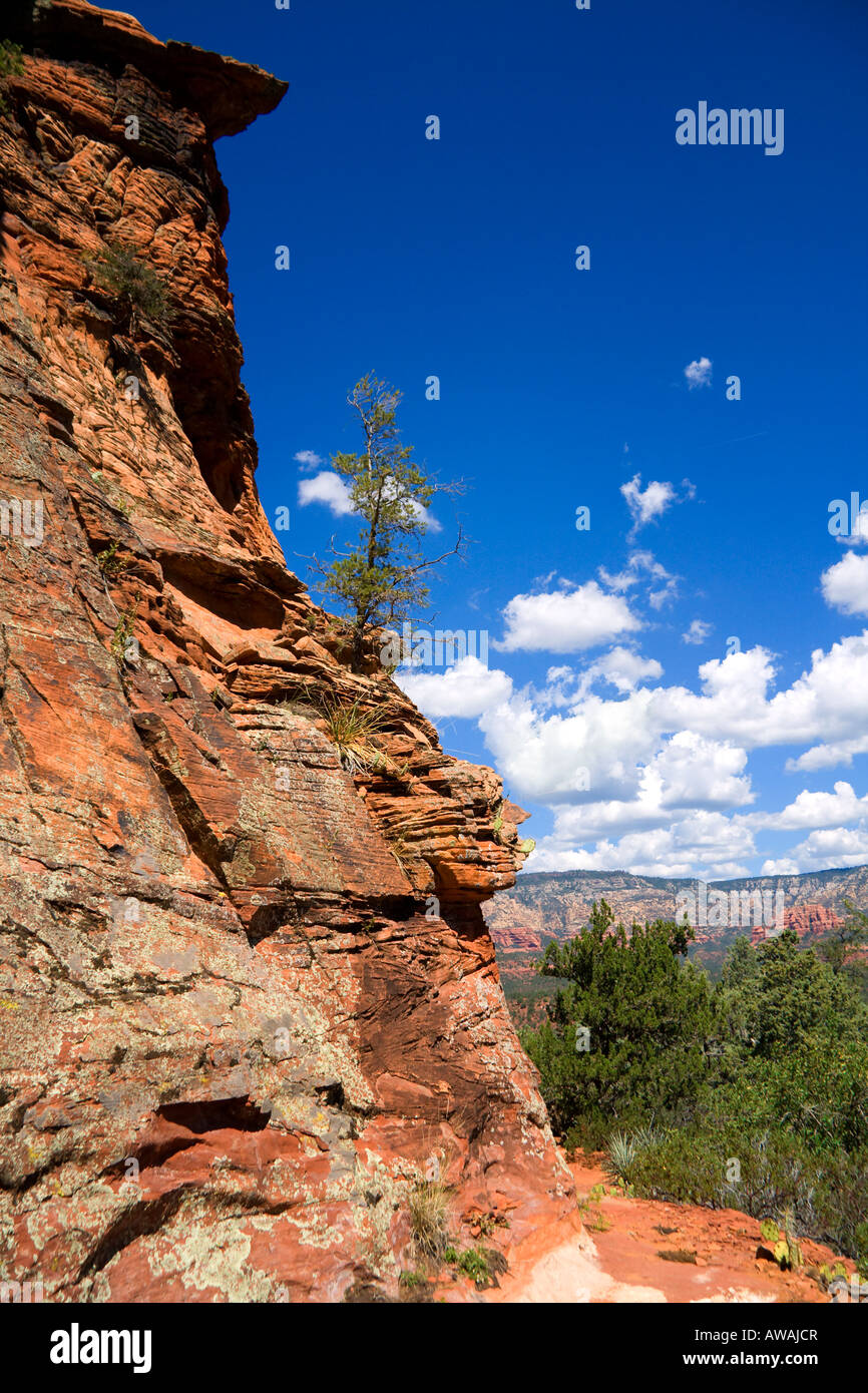 Tree on a cliff Stock Photo - Alamy