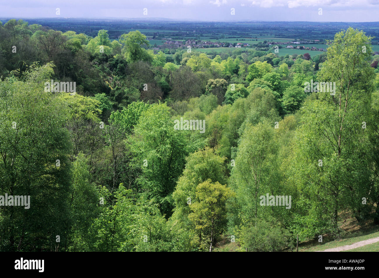 Green deciduous English woodland scenery woods trees Ellesborough ...