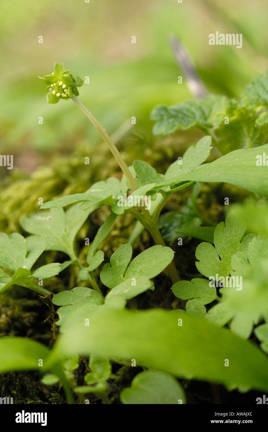 Moschatel or Townhall Clock flower, Adoxa moschatellina Stock Photo - Alamy