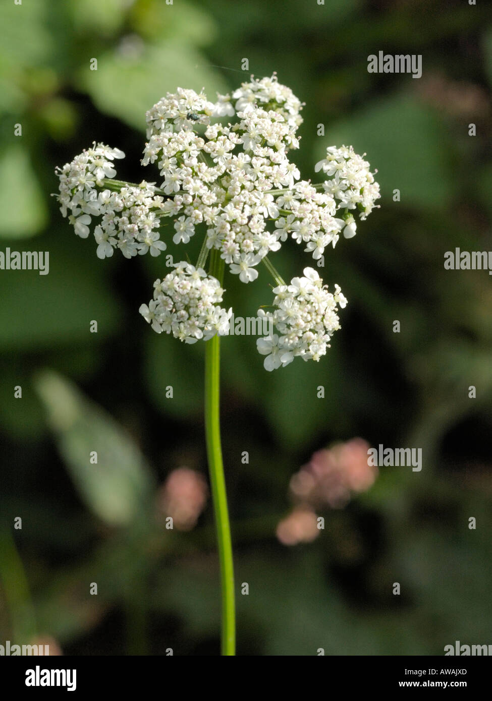 Fools parsley hi-res stock photography and images - Alamy