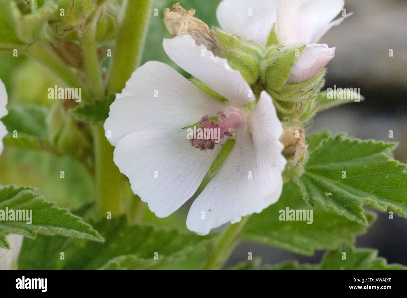 Marsh-mallow flower, Althaea officinalis Stock Photo - Alamy