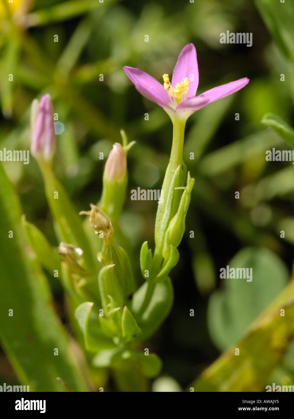 Lesser Centaury, Centaurium pulchellum Stock Photo - Alamy