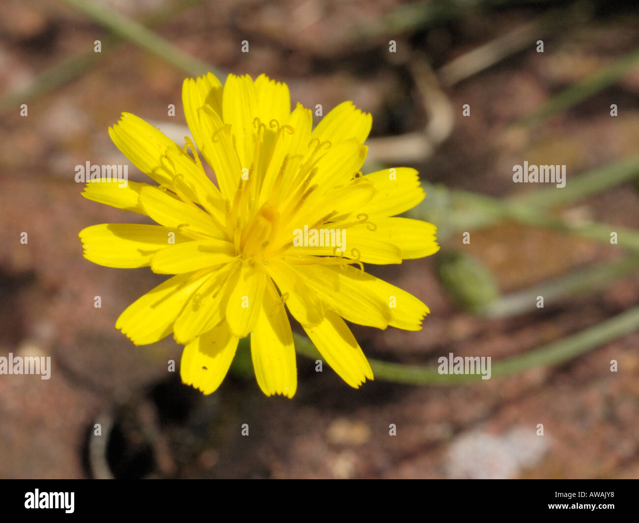 Smooth hawks beard hi-res stock photography and images - Alamy