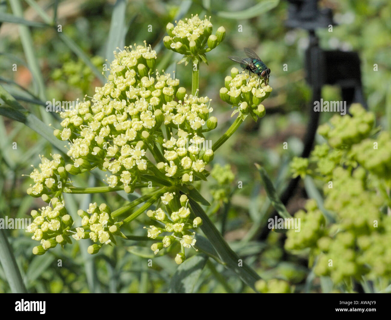 Crithmum hi-res stock photography and images - Alamy