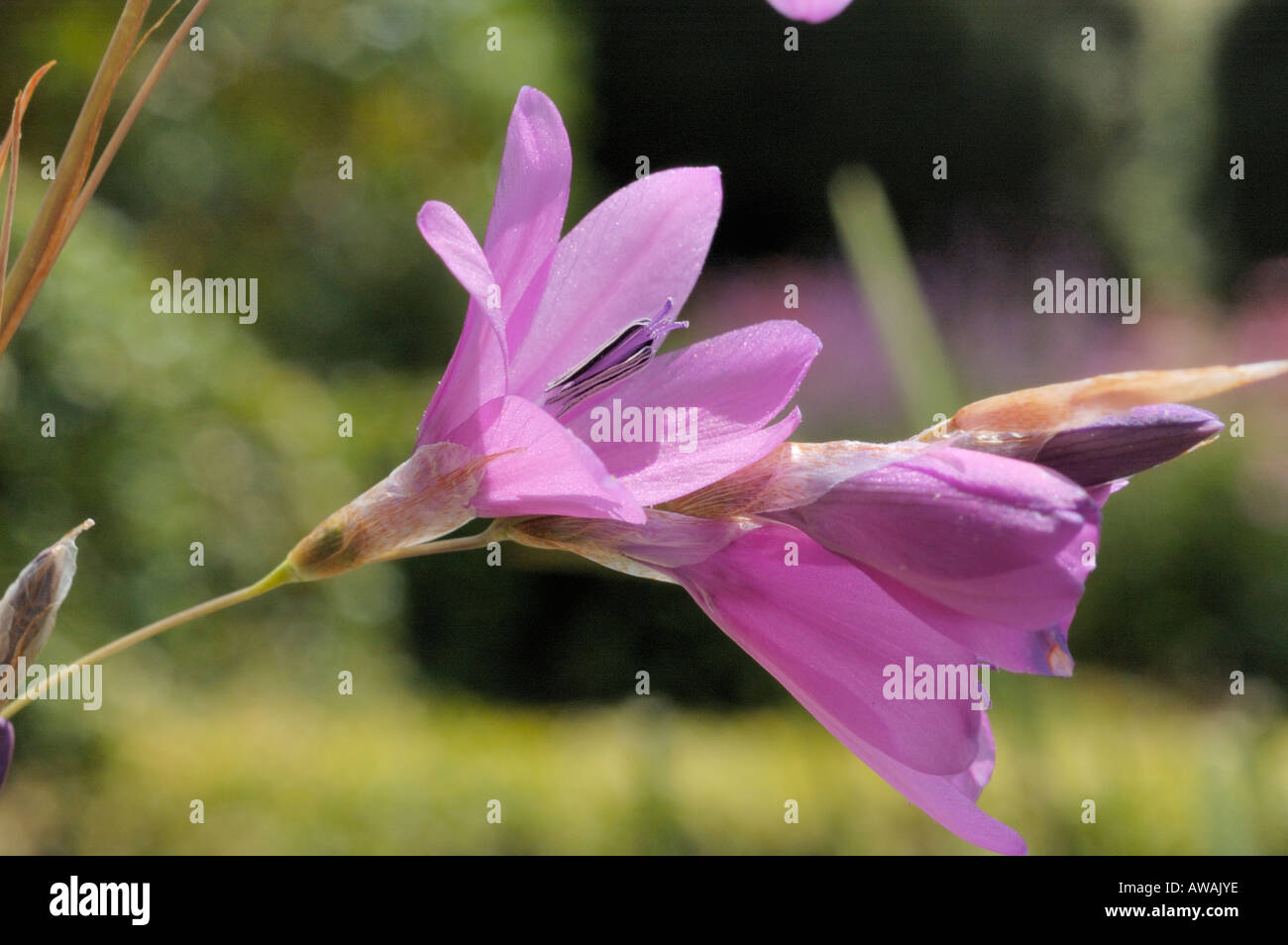 Angel fishing rod hi-res stock photography and images - Alamy