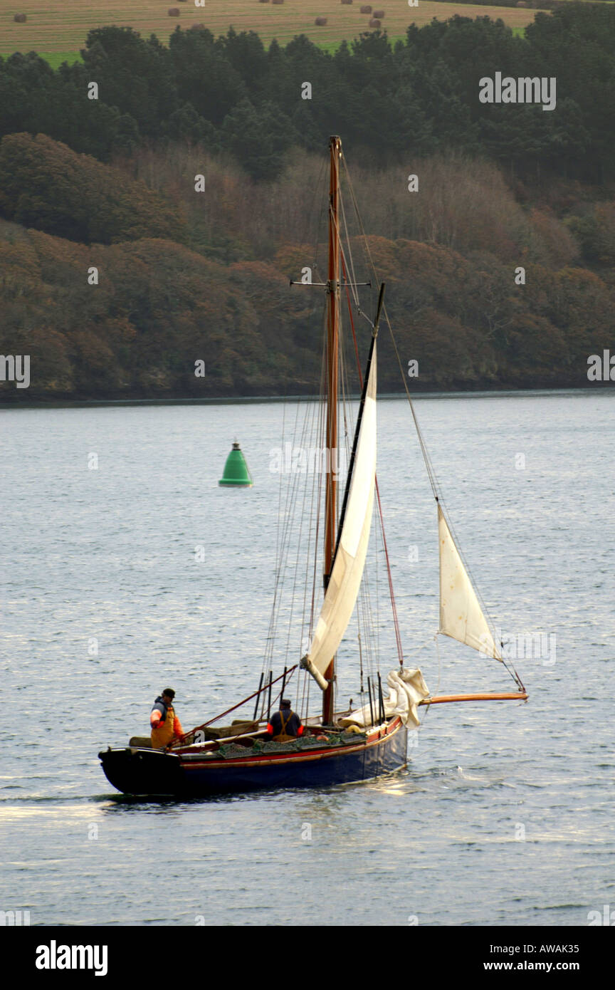 Oyster dredging from a Falmouth working boat under sail in the Carrick ...