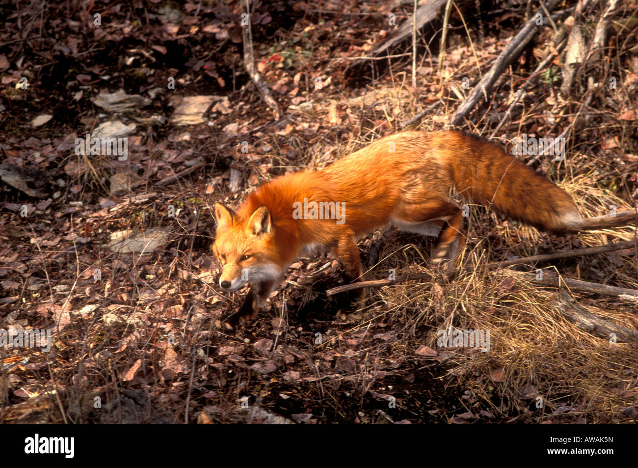 MF-140, RED FOX WALKING THRU WOODS Stock Photo - Alamy