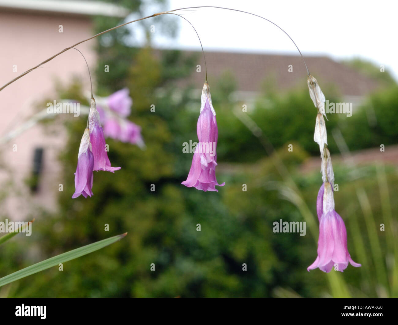 Angel fishing rod hi-res stock photography and images - Alamy