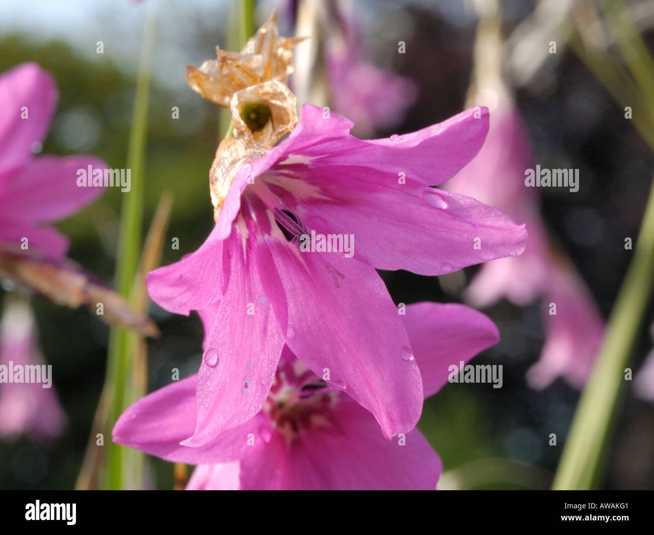 Angel's Fishing Rod (pauciflorum Stock Photo - Alamy