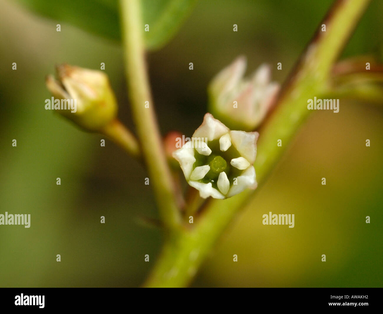 Alder Buckthorn flower, frangula alnus Stock Photo - Alamy