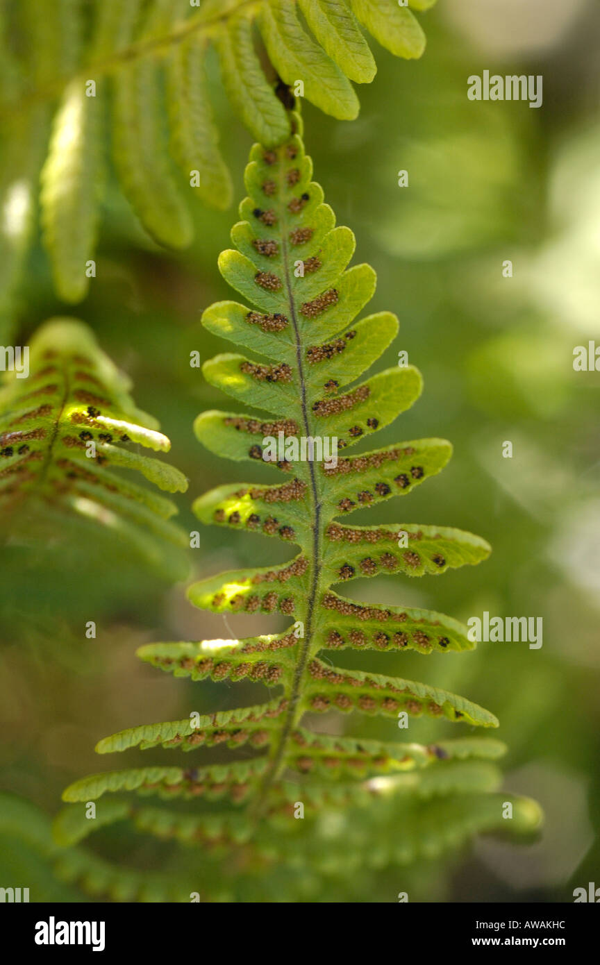 Gymnocarpium hi-res stock photography and images - Alamy