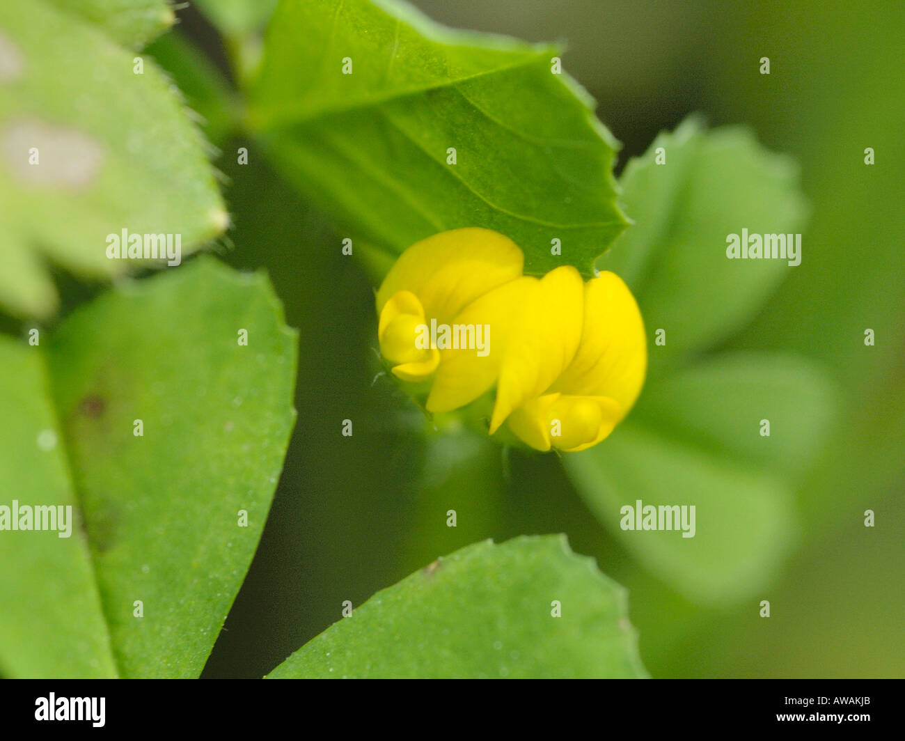 Spotted Medick, medicago arabica Stock Photo - Alamy