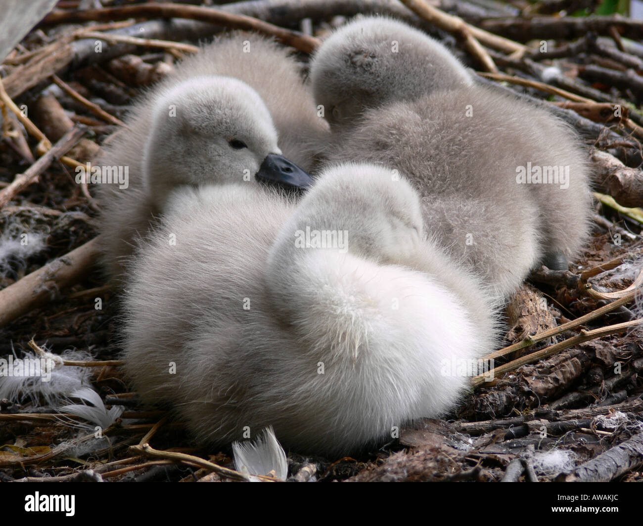 Cygnets hatching hi-res stock photography and images - Alamy