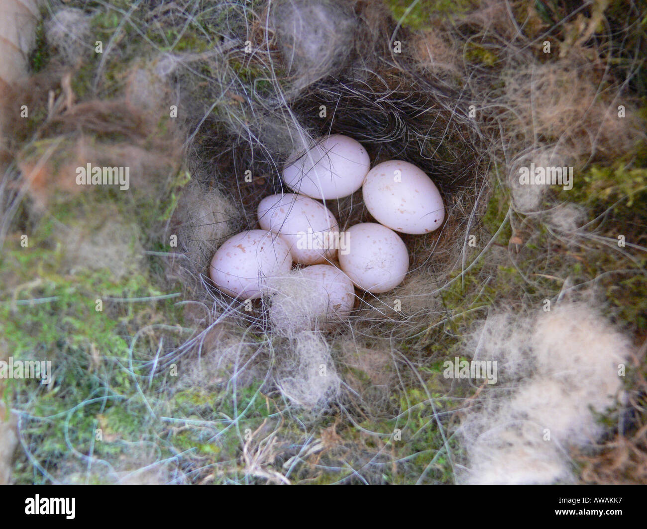 Great tit Parus major eggs Stock Photo - Alamy