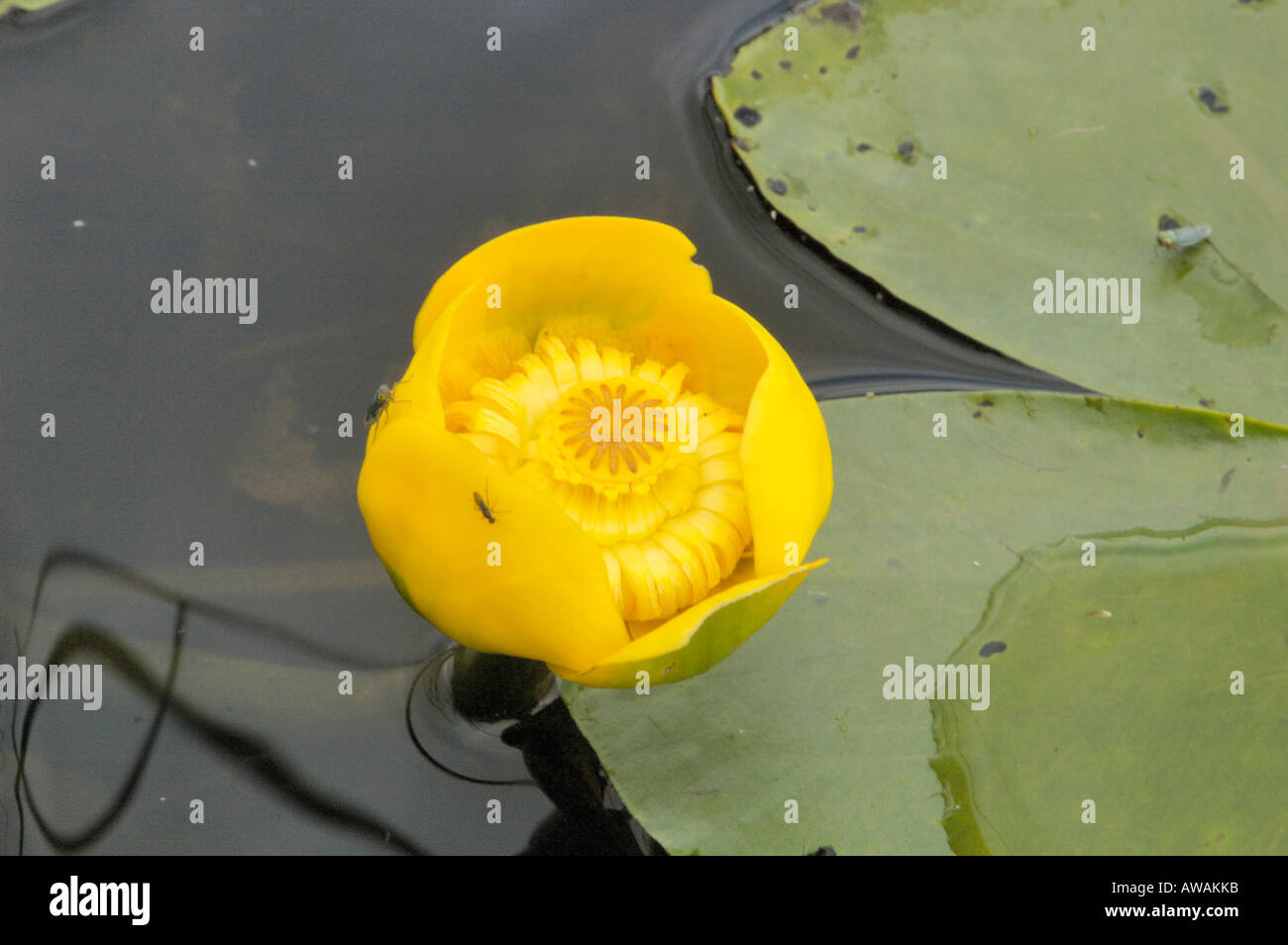 Yellow water lily nuphar hi-res stock photography and images - Alamy