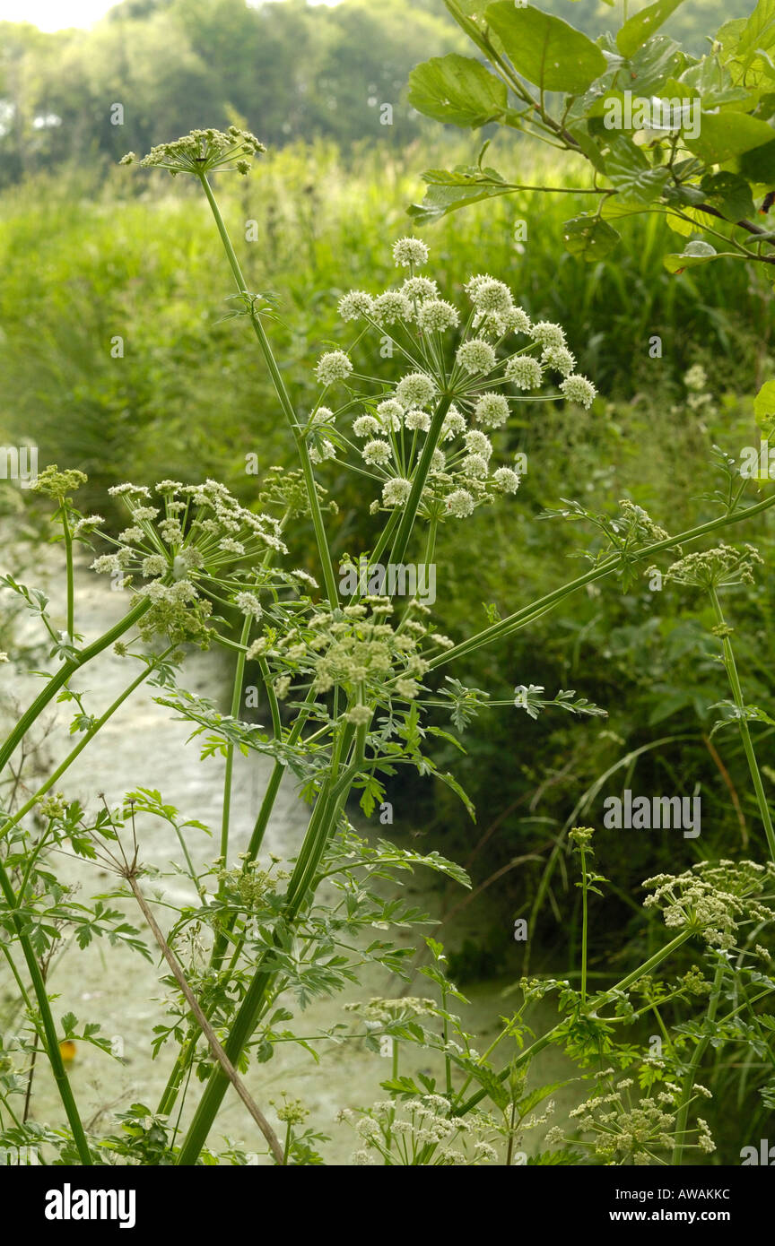Hemlock water dropwort hi-res stock photography and images - Alamy
