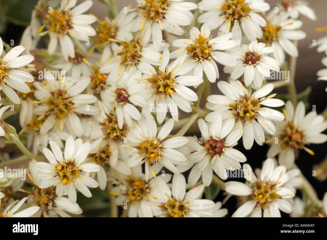 New Zealand Holly, Olearia macrodonta Stock Photo - Alamy