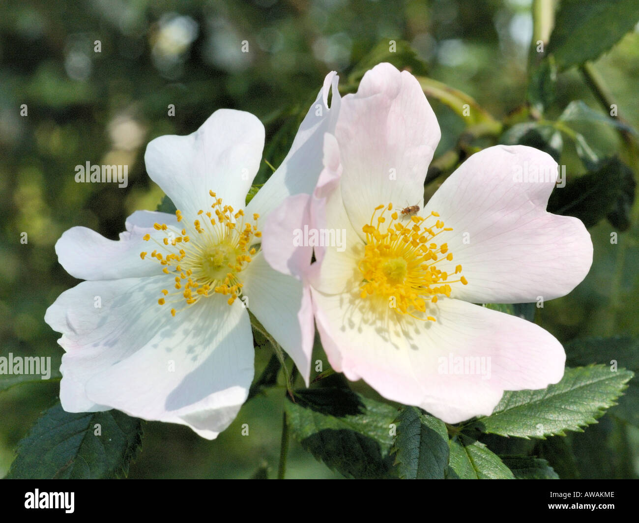 Dogrose rosa canina hi-res stock photography and images - Alamy