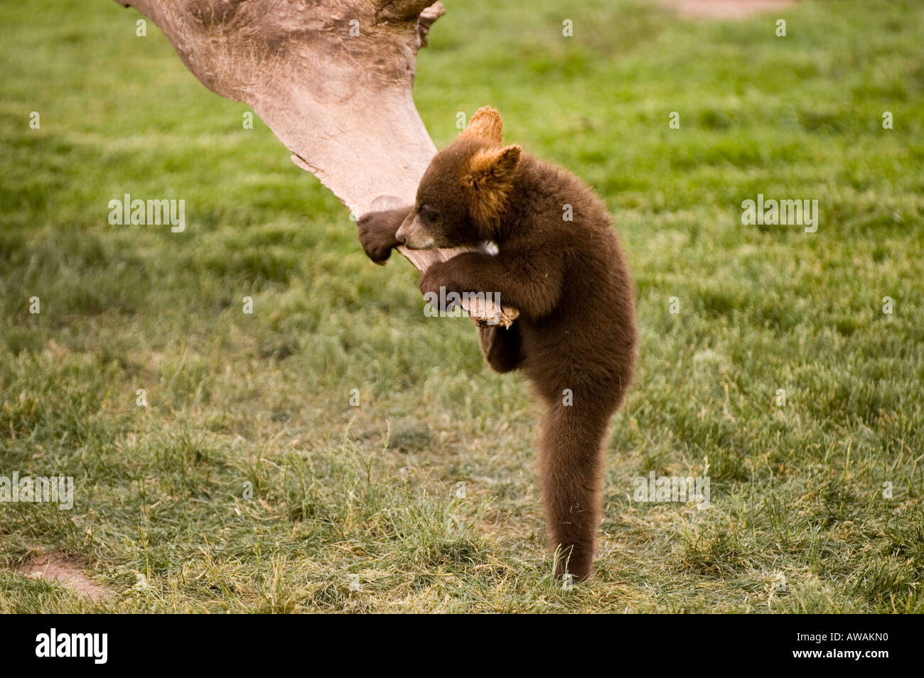 Bear cub trying to climb up on a broken tree branch Stock Photo - Alamy