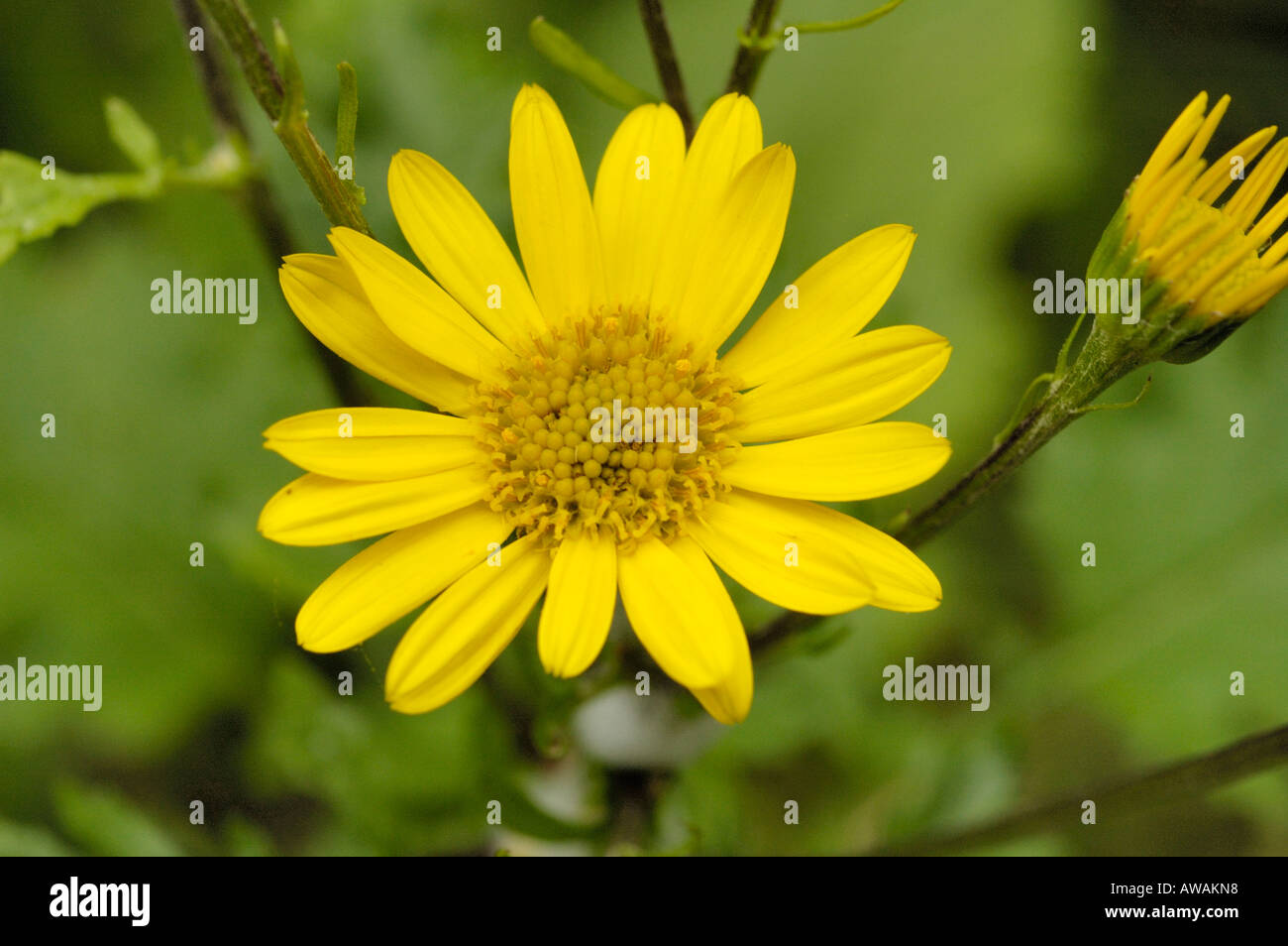 Marsh ragwort hi-res stock photography and images - Alamy