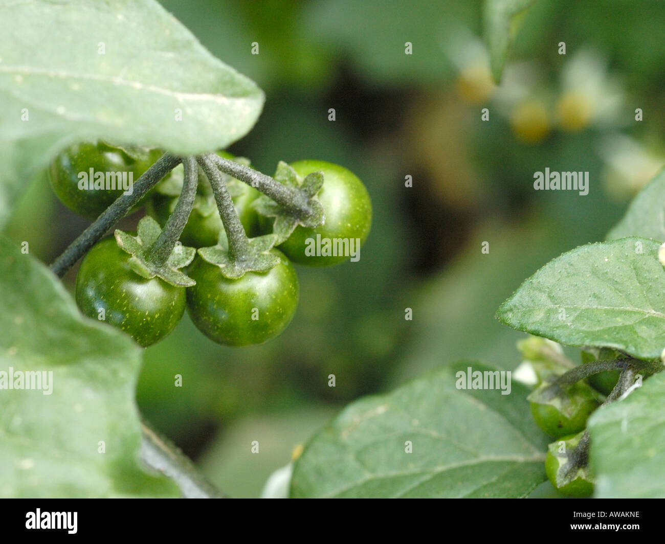 Black Nightshade fruits, Solanum nigrum Stock Photo: 9440413 - Alamy