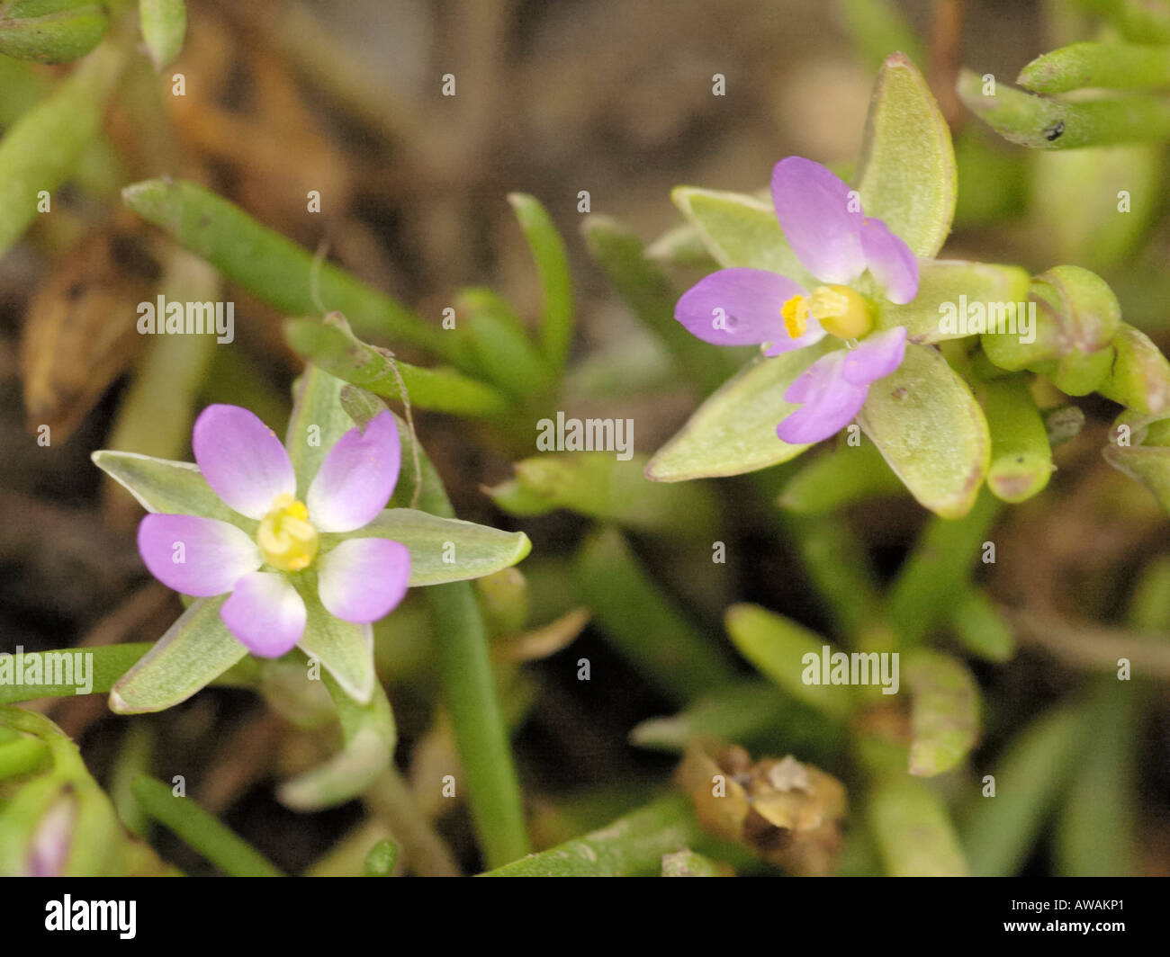 Lesser Sea-spurrey, Spergularia marina Stock Photo - Alamy