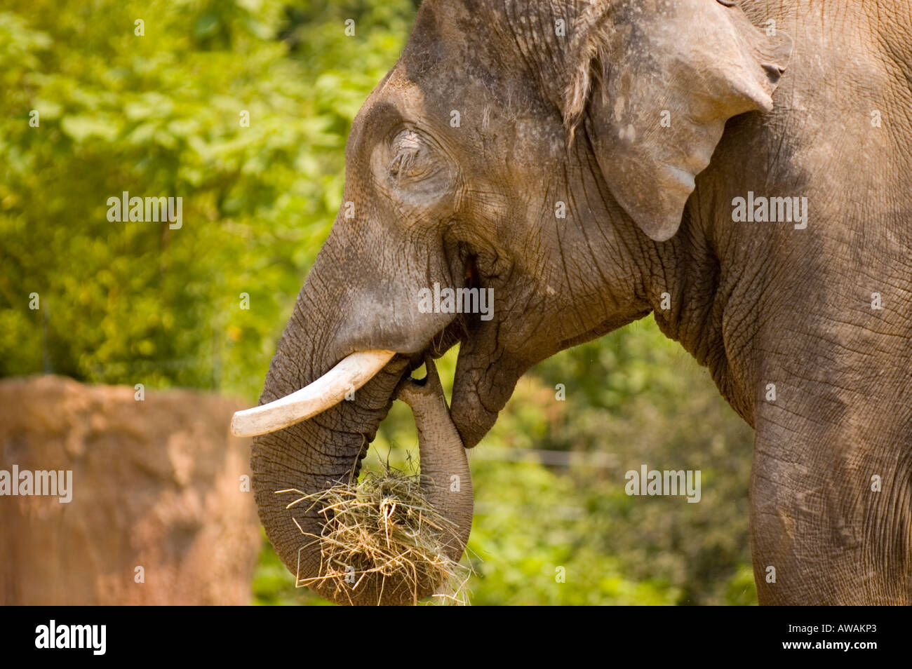 Elephant eating hay hi-res stock photography and images - Alamy