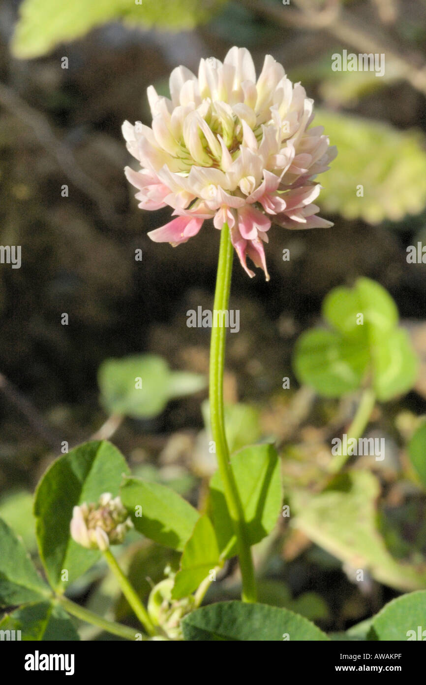 Alsike clover hi-res stock photography and images - Alamy