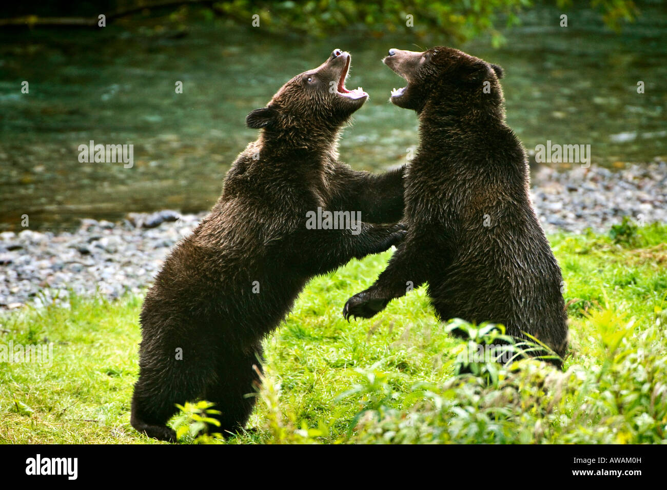 Two grizzly bears fighting Stock Photo - Alamy