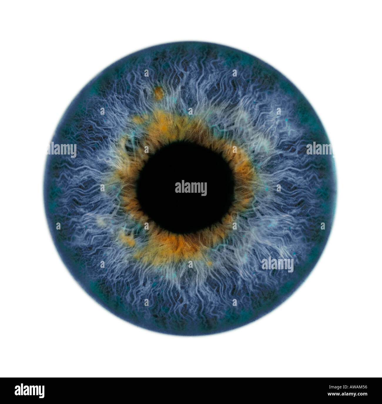 Extreme closeup of human eye hi-res stock photography and images - Alamy