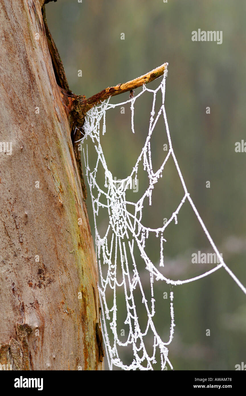Spider on tree hi-res stock photography and images - Alamy