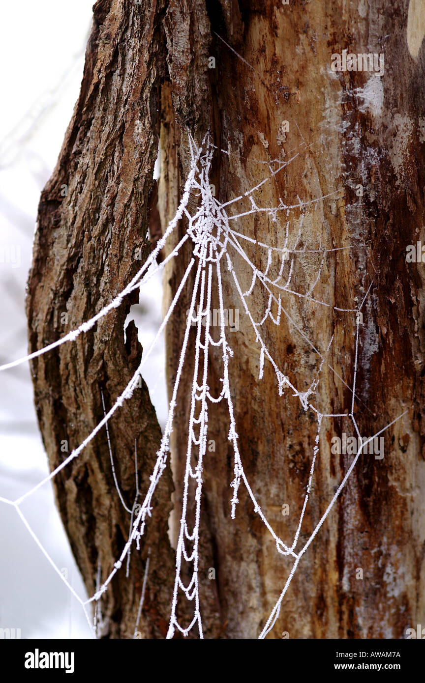 Frozen spider web on the tree trunk Stock Photo - Alamy