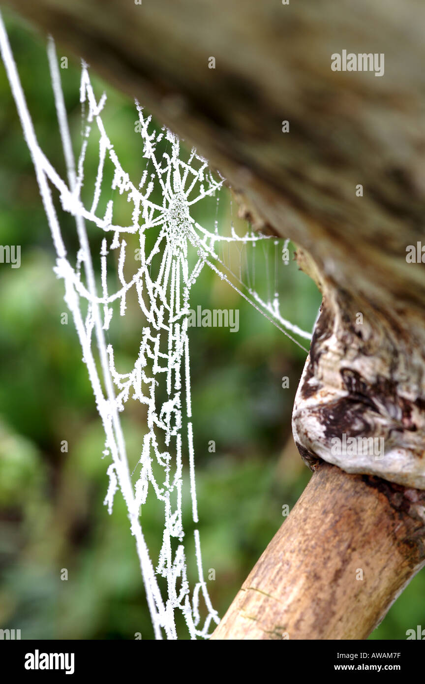 Spider on tree hi-res stock photography and images - Alamy