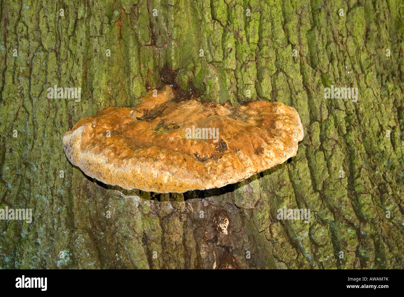 ARTISTS FUNGUS (Gandoderma applanatum Stock Photo - Alamy