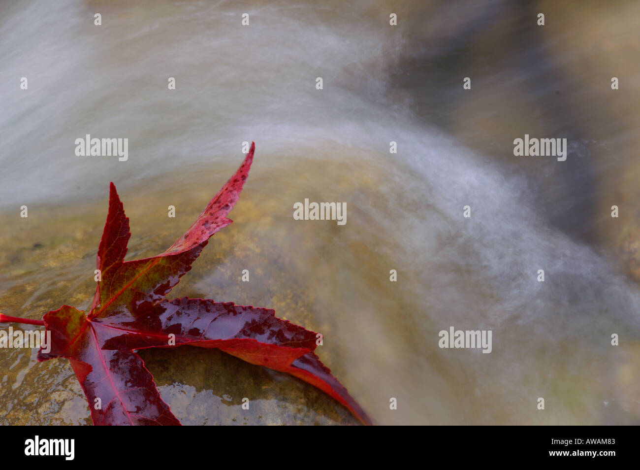 Leaf on the rock Surrey England Stock Photo - Alamy