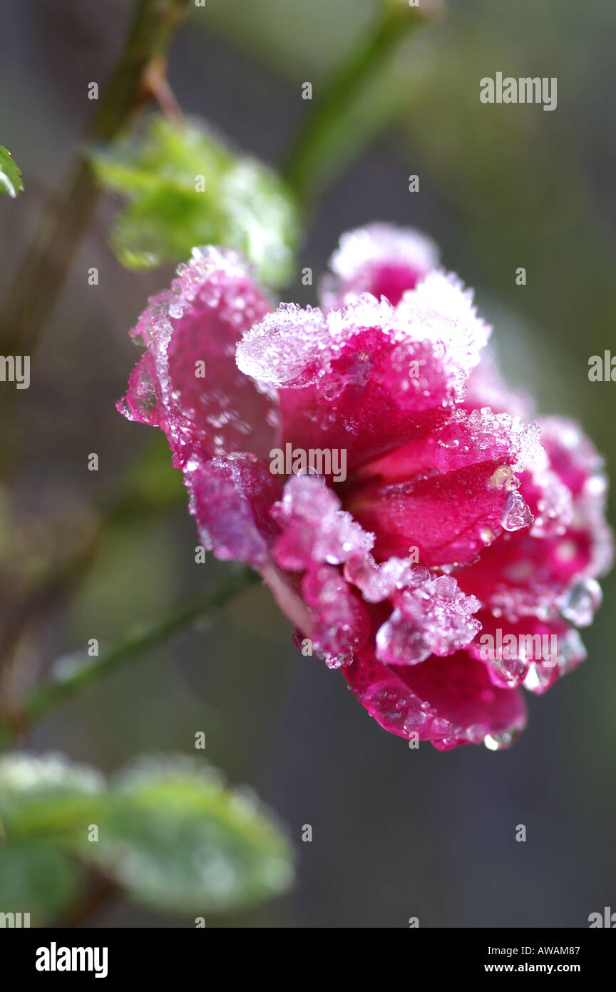 Rose of england hi-res stock photography and images - Alamy