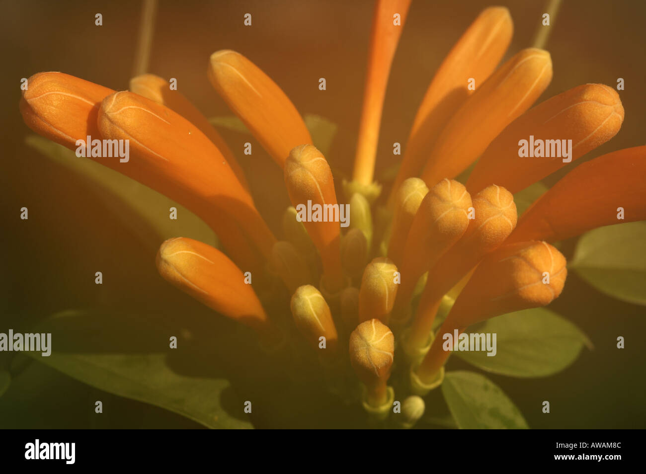 Pyrostegia venusta flower Stock Photo - Alamy